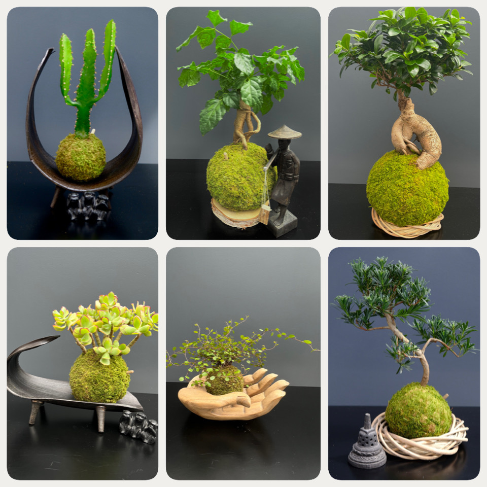 Oh My Green ! - Kokedama & design végétal