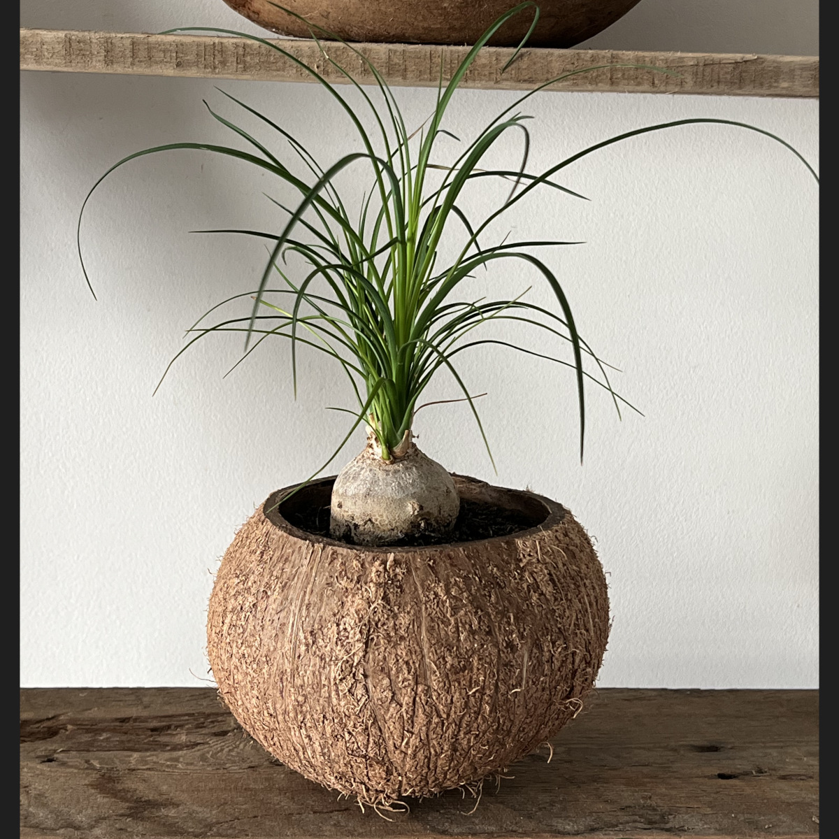 Oh My Green ! - Coco-plant - Beaucarnea