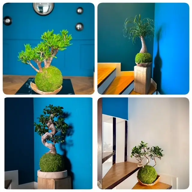 Oh My Green ! - Kokedama & Art végétal